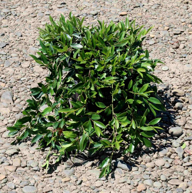 Distylium 'Vintage Jade' - Blue Heron Nursery