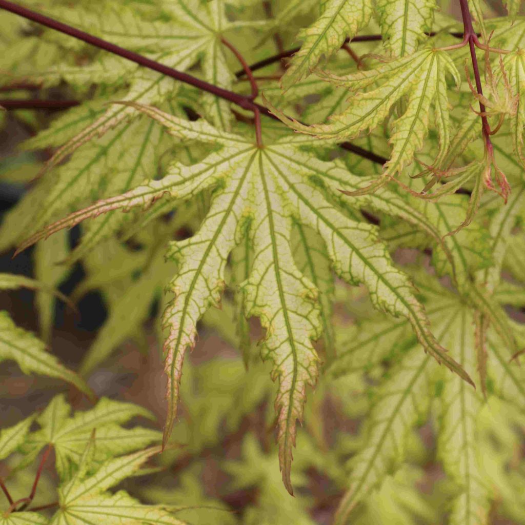 Acer palmatum 'Ghost Dancer' - Blue Heron Nursery