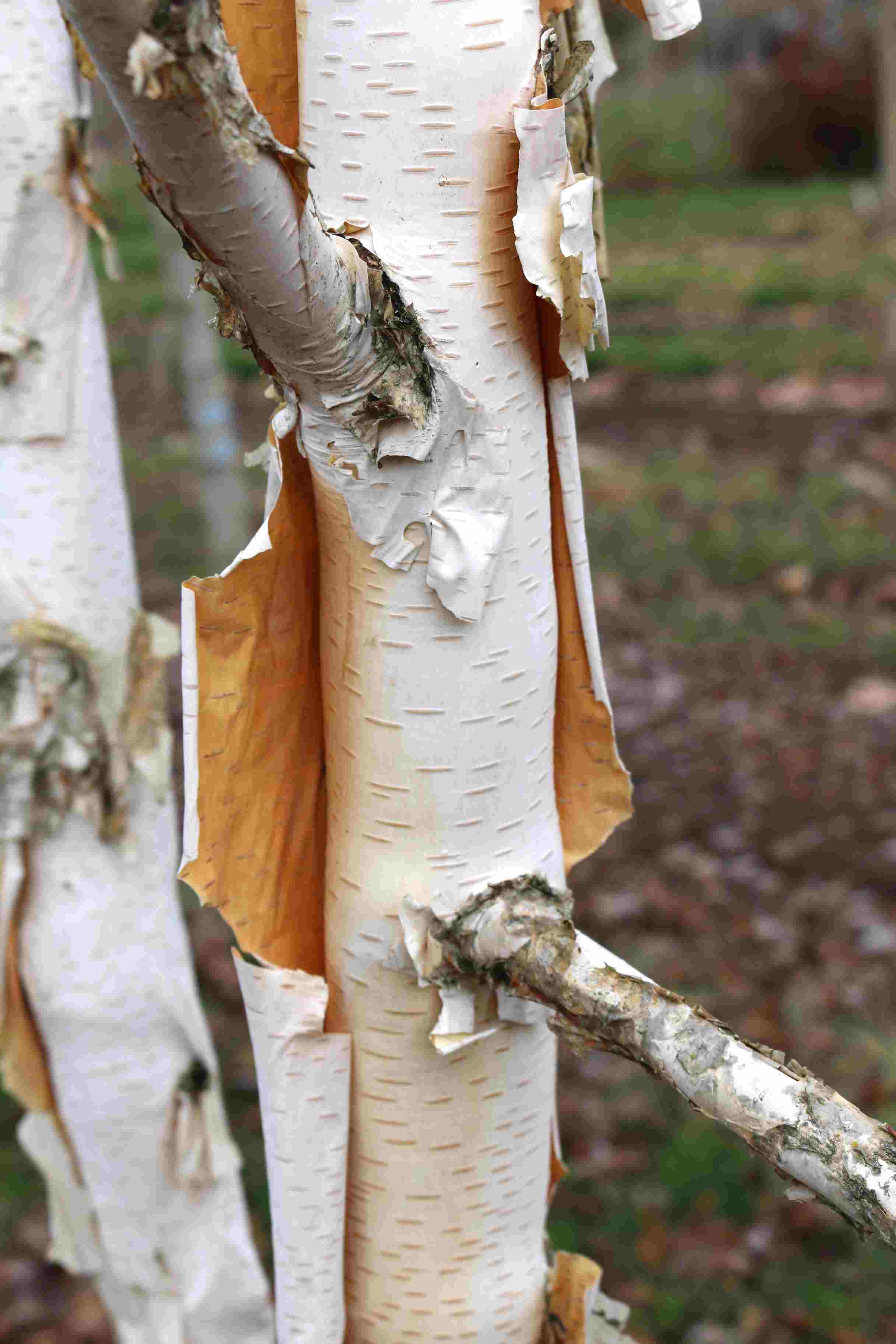 Betula jacquemontii - Blue Heron Nursery