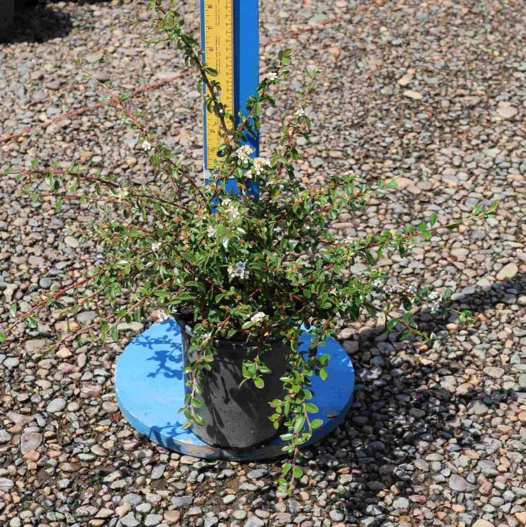 Cotoneaster dammeri 'Lowfast' - Blue Heron Nursery