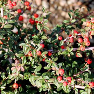 Cotoneaster dammeri 'Lowfast' - Blue Heron Nursery