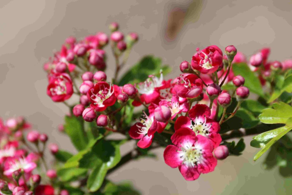 Crataegus laevigata 'Crimson Cloud' - Blue Heron Nursery