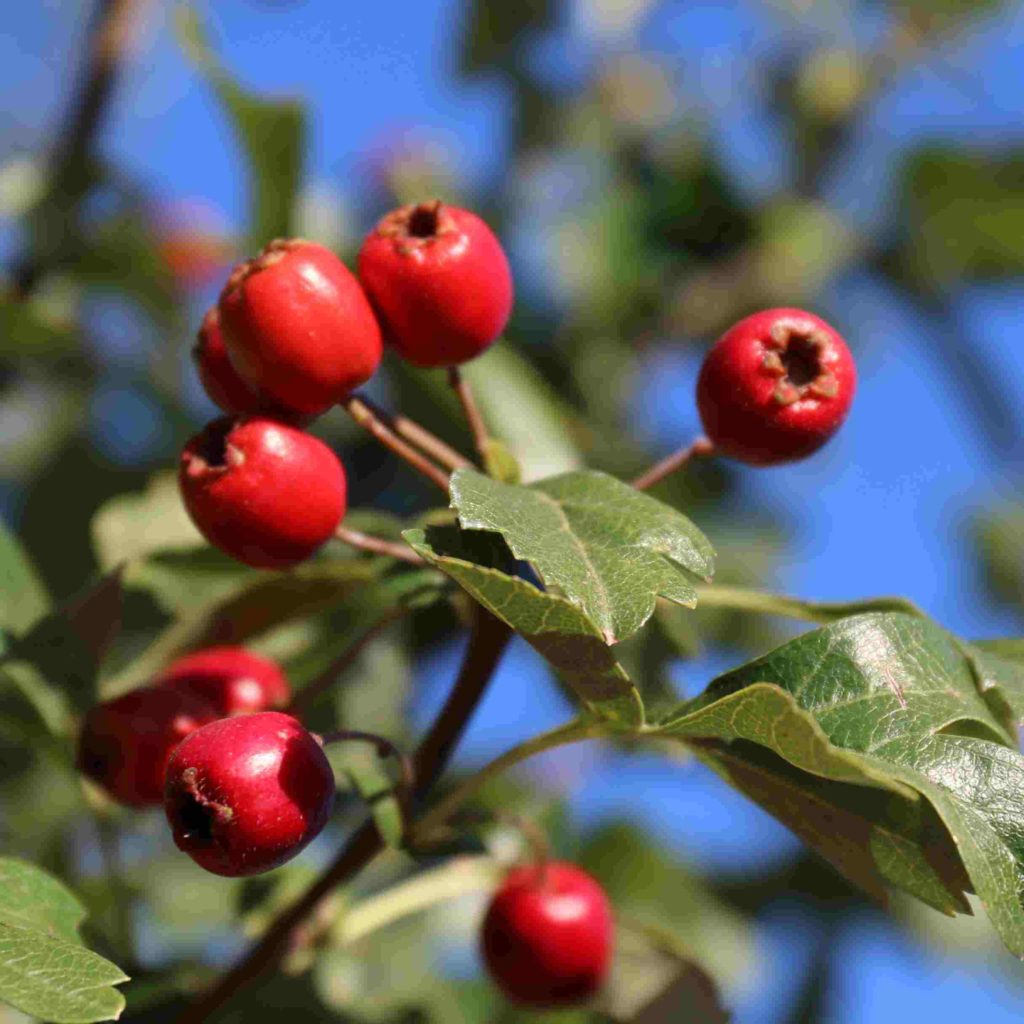 Crataegus laevigata 'Crimson Cloud' - Blue Heron Nursery