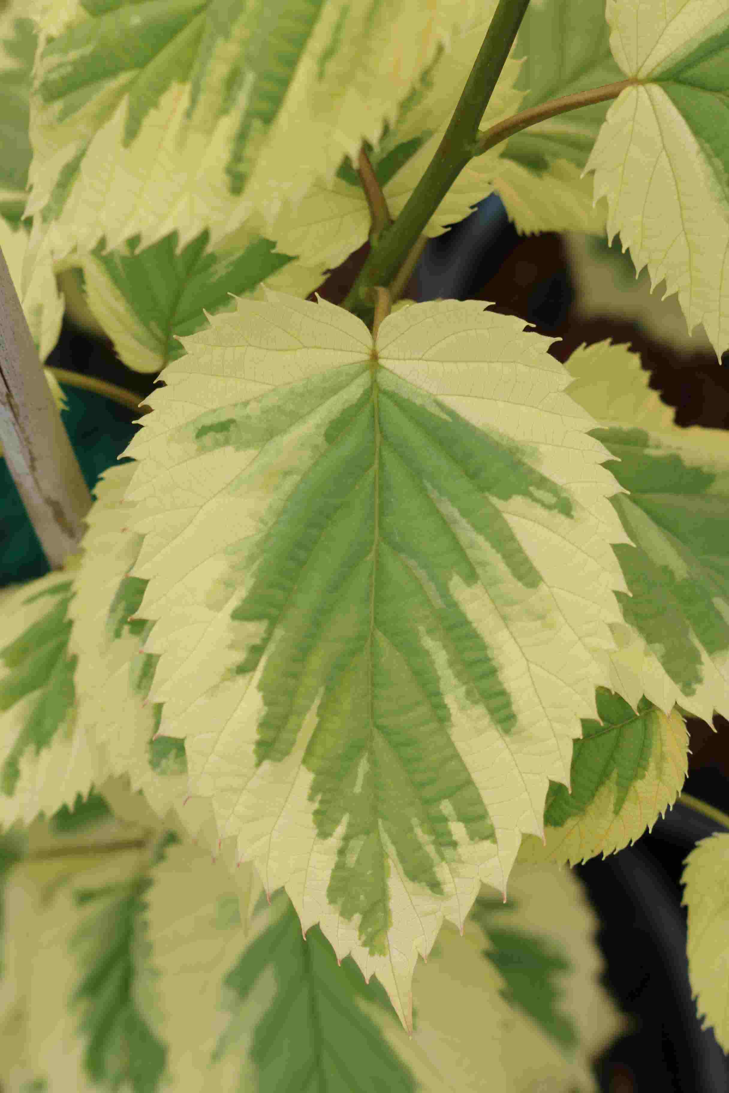 Davidia involucrata 'Lady Sunshine' - Blue Heron Nursery