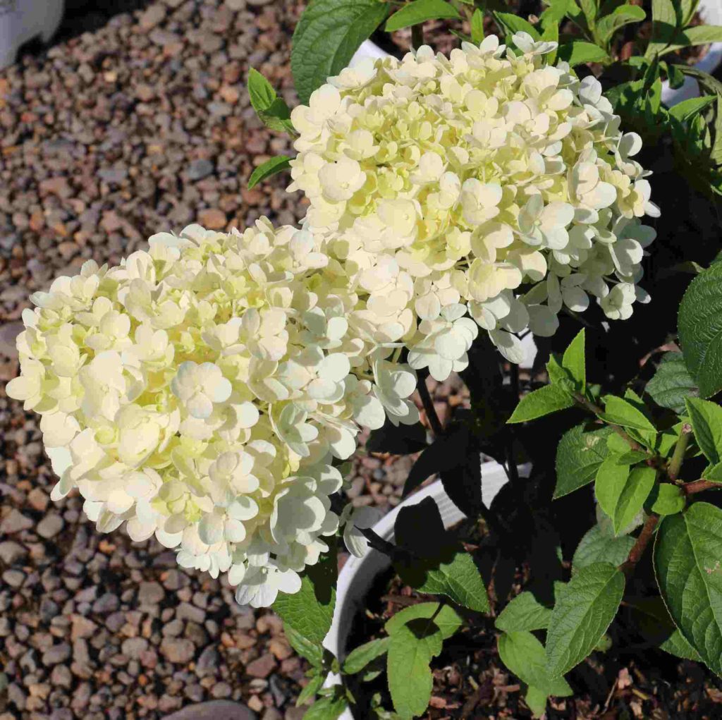 Hydrangea paniculata ('ILVOBO') Bobo® - Blue Heron Nursery