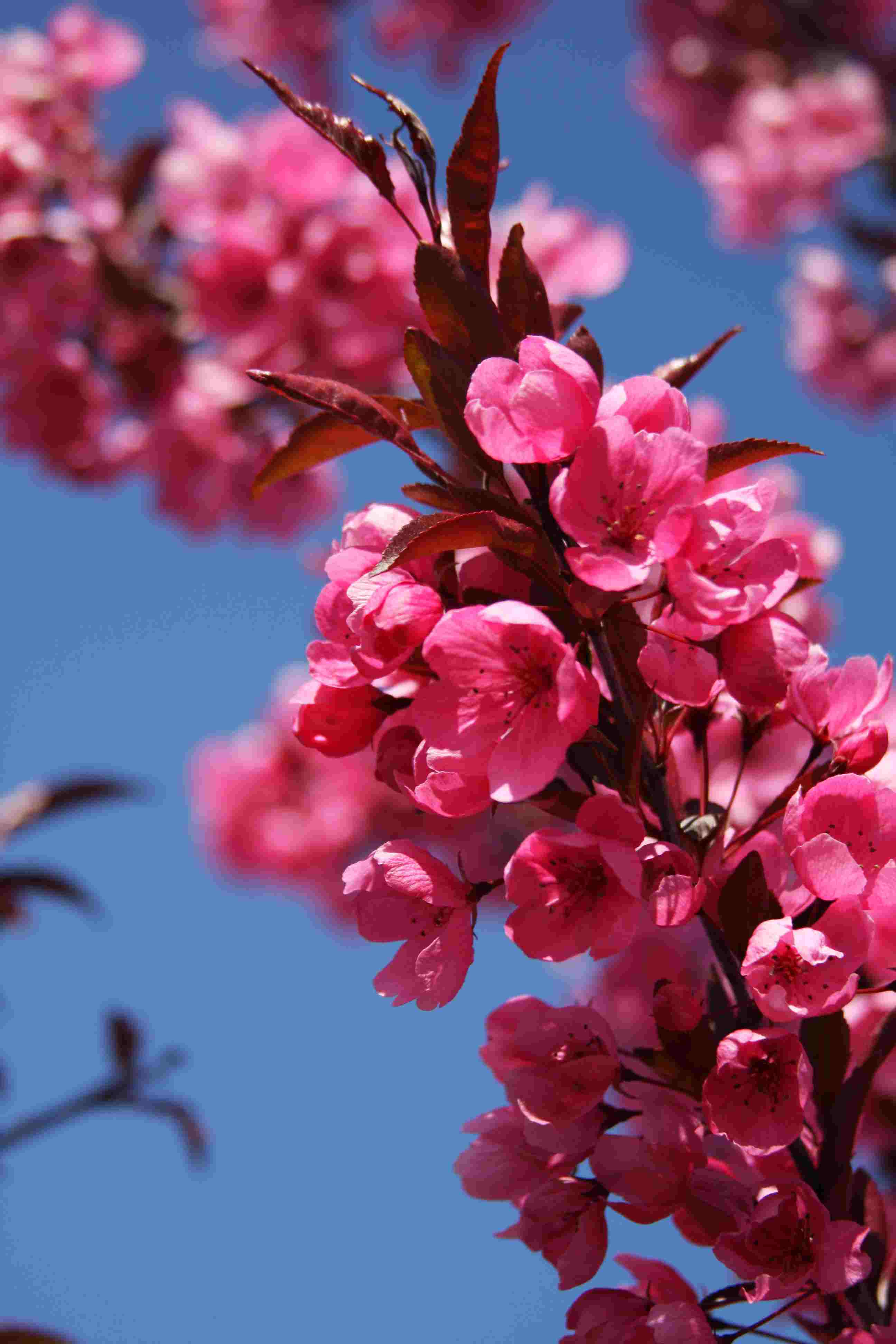 Malus ('Shotizam') Show Time™ - Blue Heron Nursery