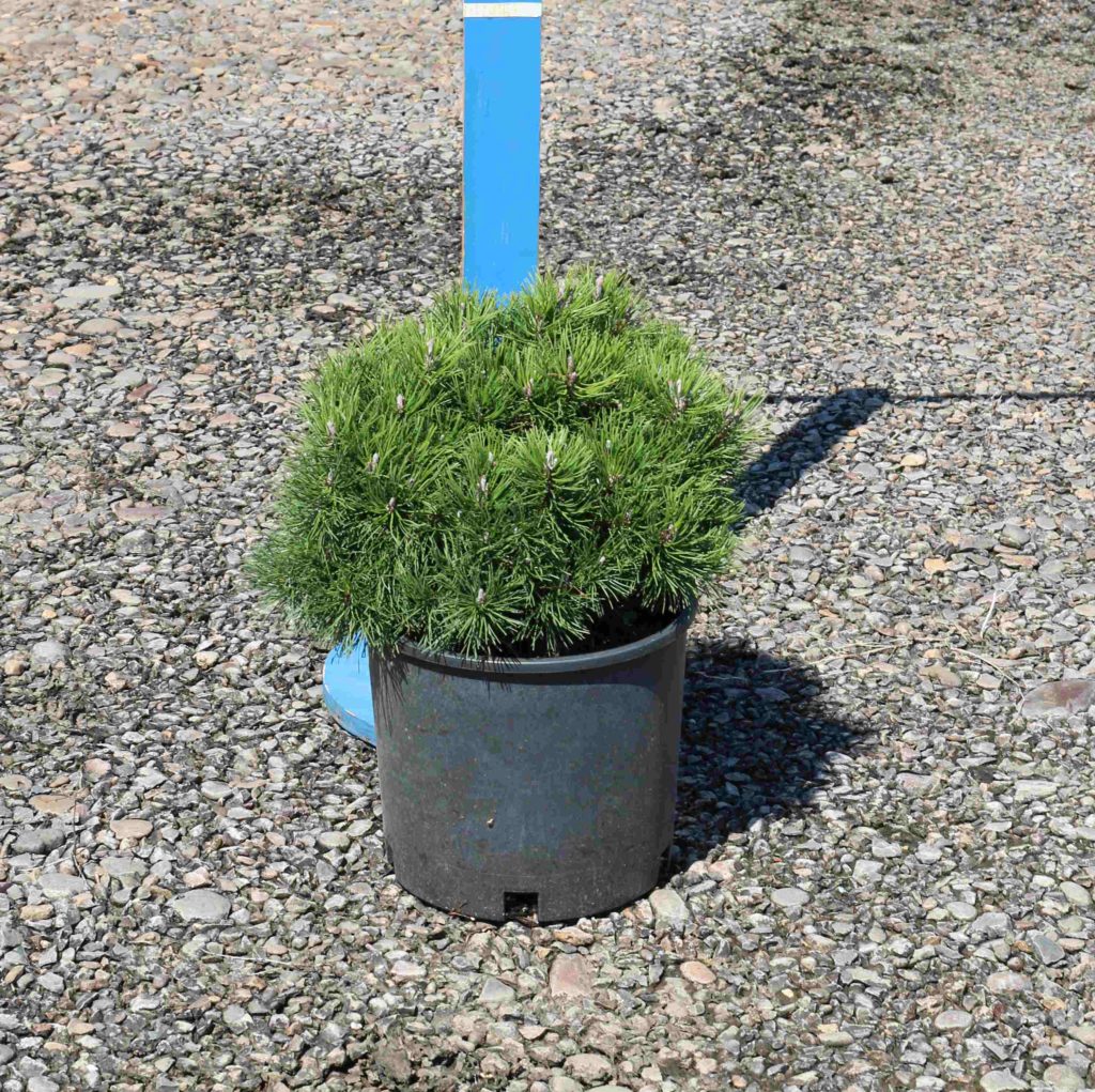 Pinus mugo 'Pumilio' - Blue Heron Nursery