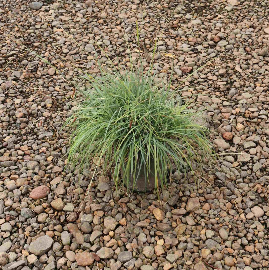 Carex flacca 'Blue Zinger' - Blue Heron Nursery