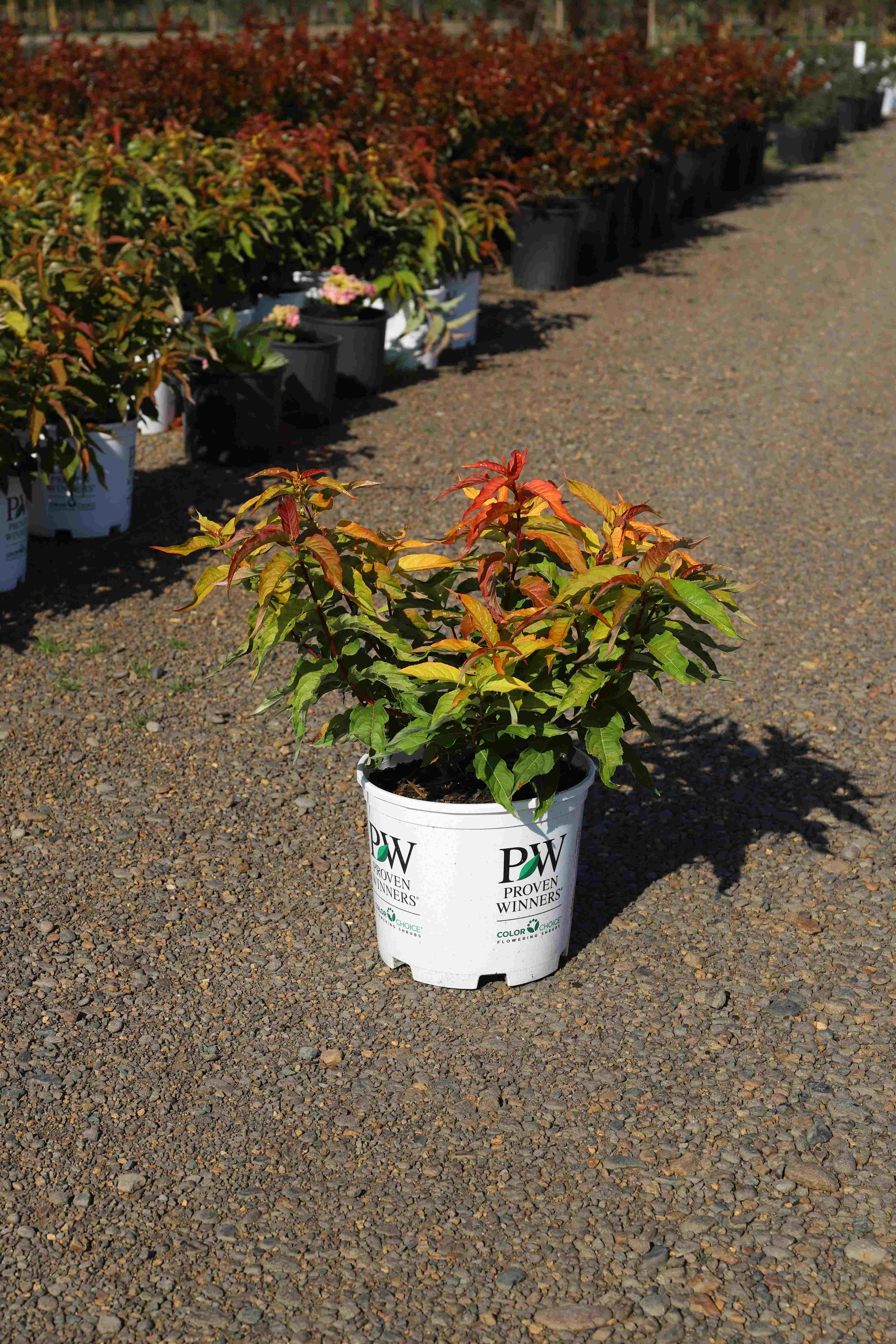 Diervilla Kodiak® Orange - Blue Heron Nursery