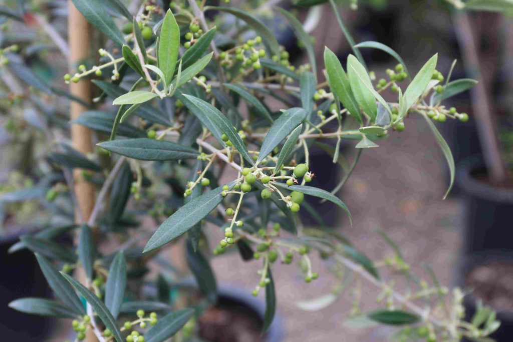 Olea europaea 'Arbequina' - Blue Heron Nursery