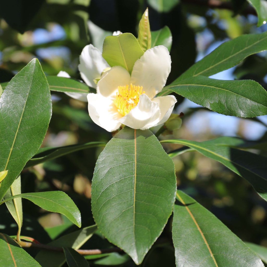 Gordlinia grandifolia - Blue Heron Nursery